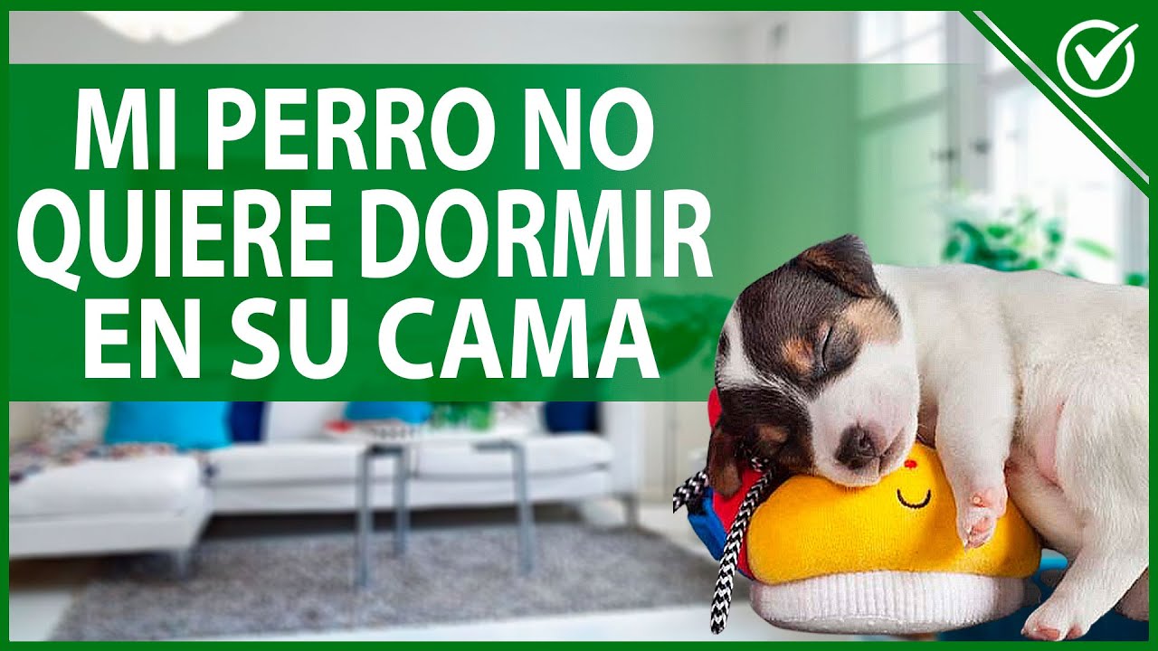 ## Como Dormir a un Cachorro: ¡Trucos Infalibles!🐶💤
